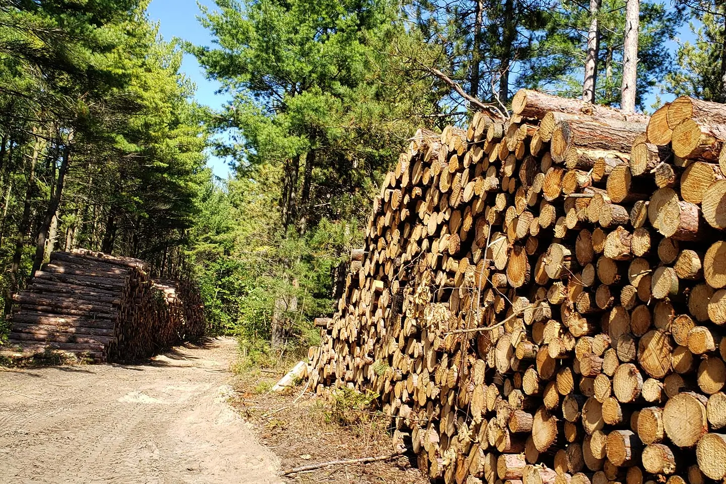 Ganaraska Forest Timber Harvest Season Begins Again - Ganaraska ...