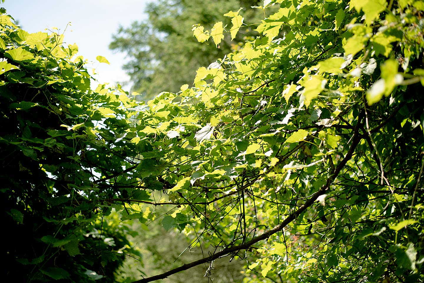 Ganaraska Conservation - GRCA Site Map