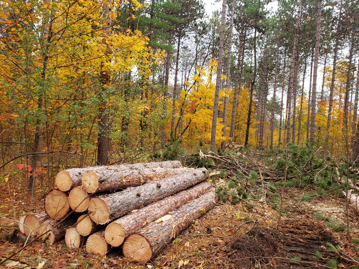 Ganaraska Conservation - Forest Resource Management