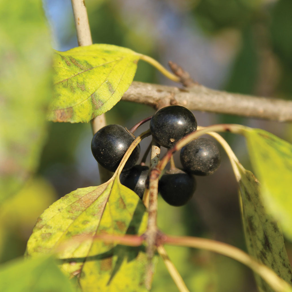 Ganaraska Conservation - Invasive Species