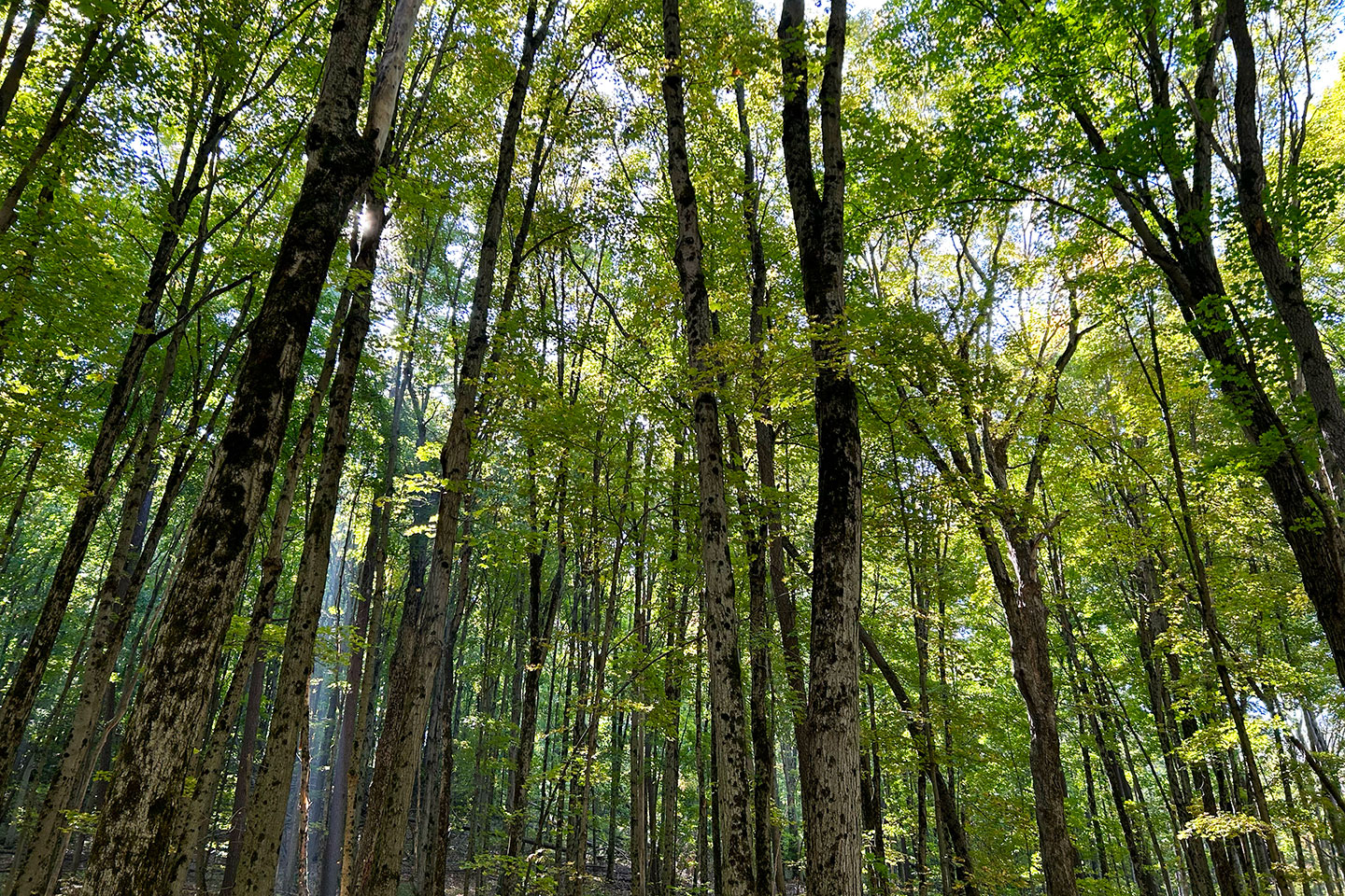 Multi-Use Activities Not at Risk in the Ganaraska Forest - Ganaraska ...