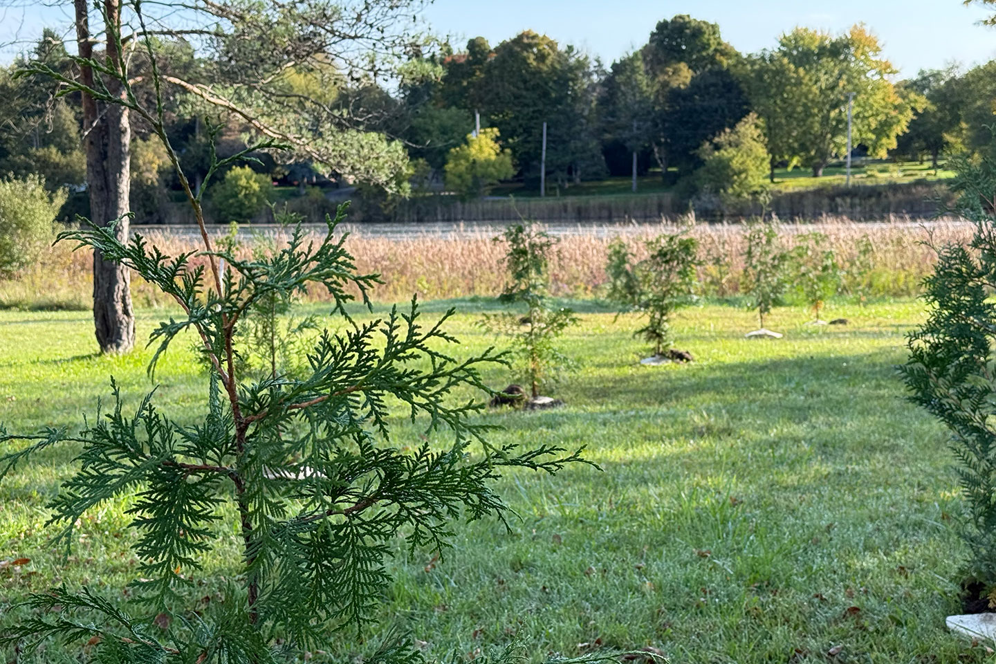 Order Your Tree & Shrub Seedlings Today for Spring Planting - Ganaraska Conservation